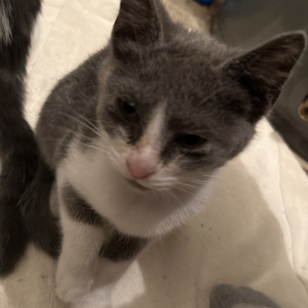 68541 - Found Cat - RHSPCA