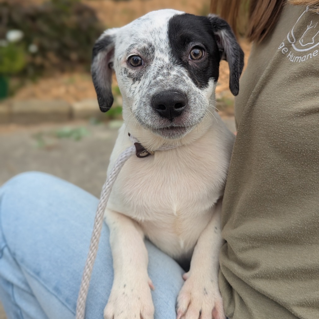 Stanley is available for adoption at Blue Ridge Humane Society