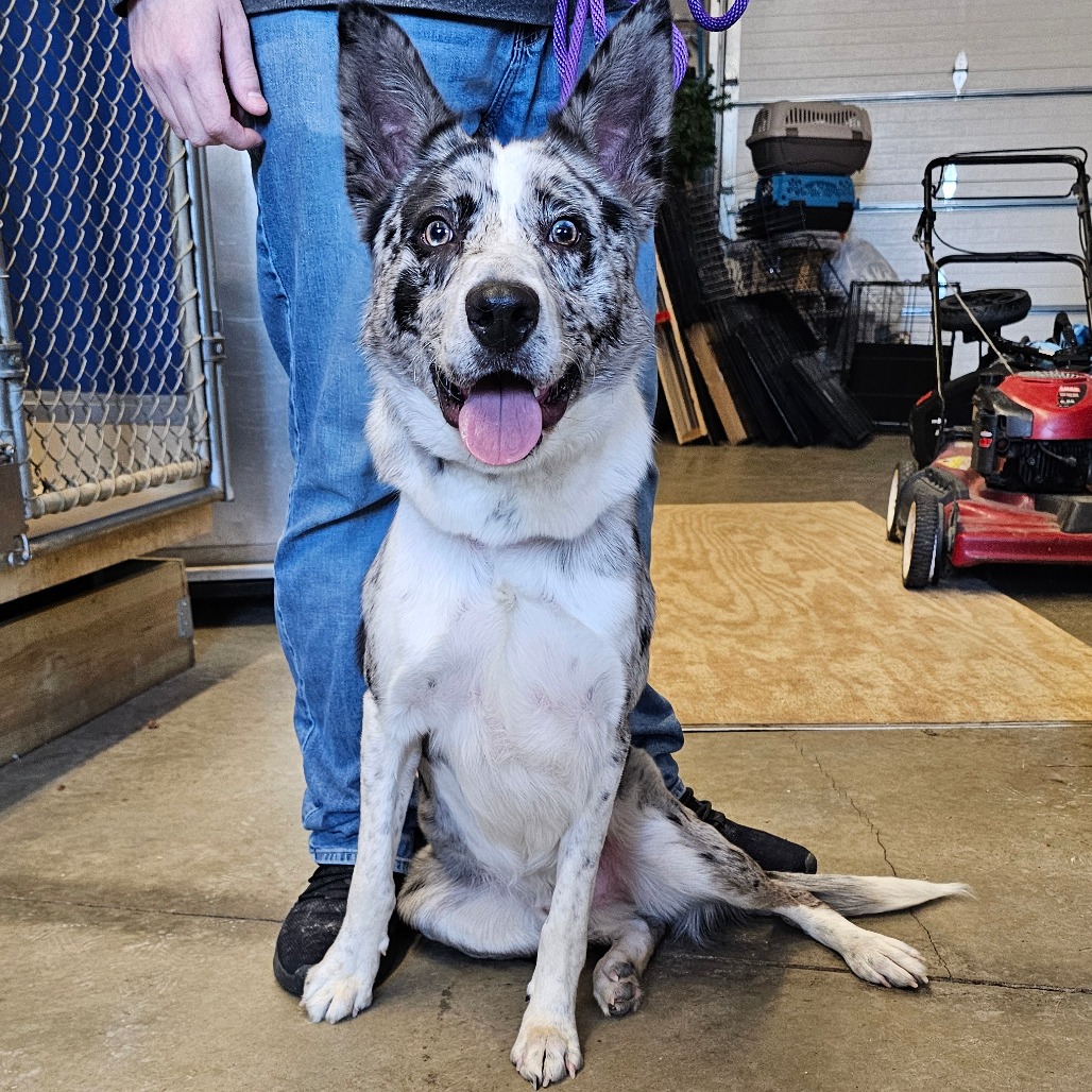 Finn is Available for Adoption at Union County Humane Society