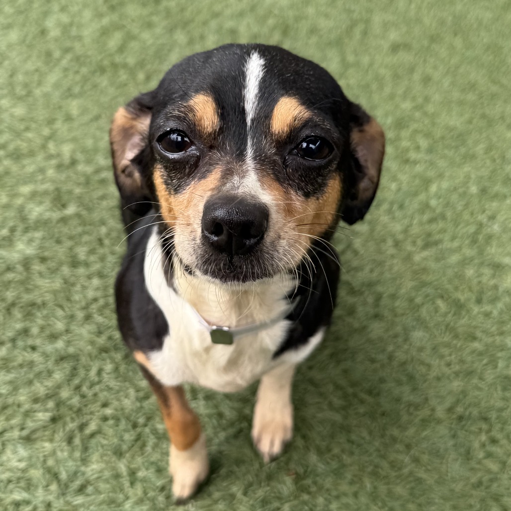Adoptable – spcaLA