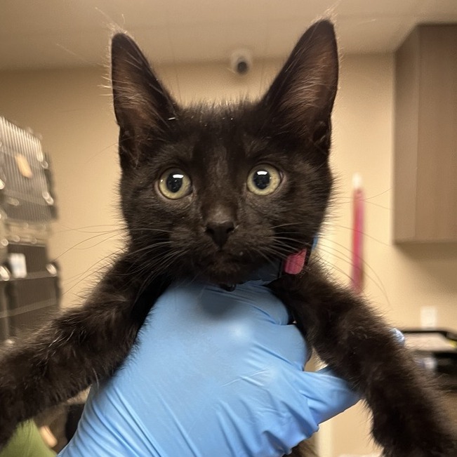 Meet Drake, a Domestic Shorthair Cat Available For Adoption | Lost Our Home