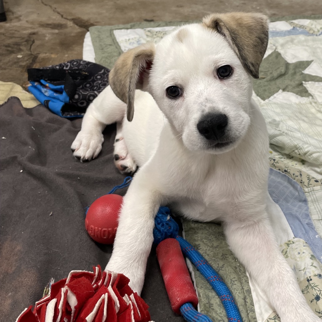 Adoptable Animals - Stray Paws Rescue