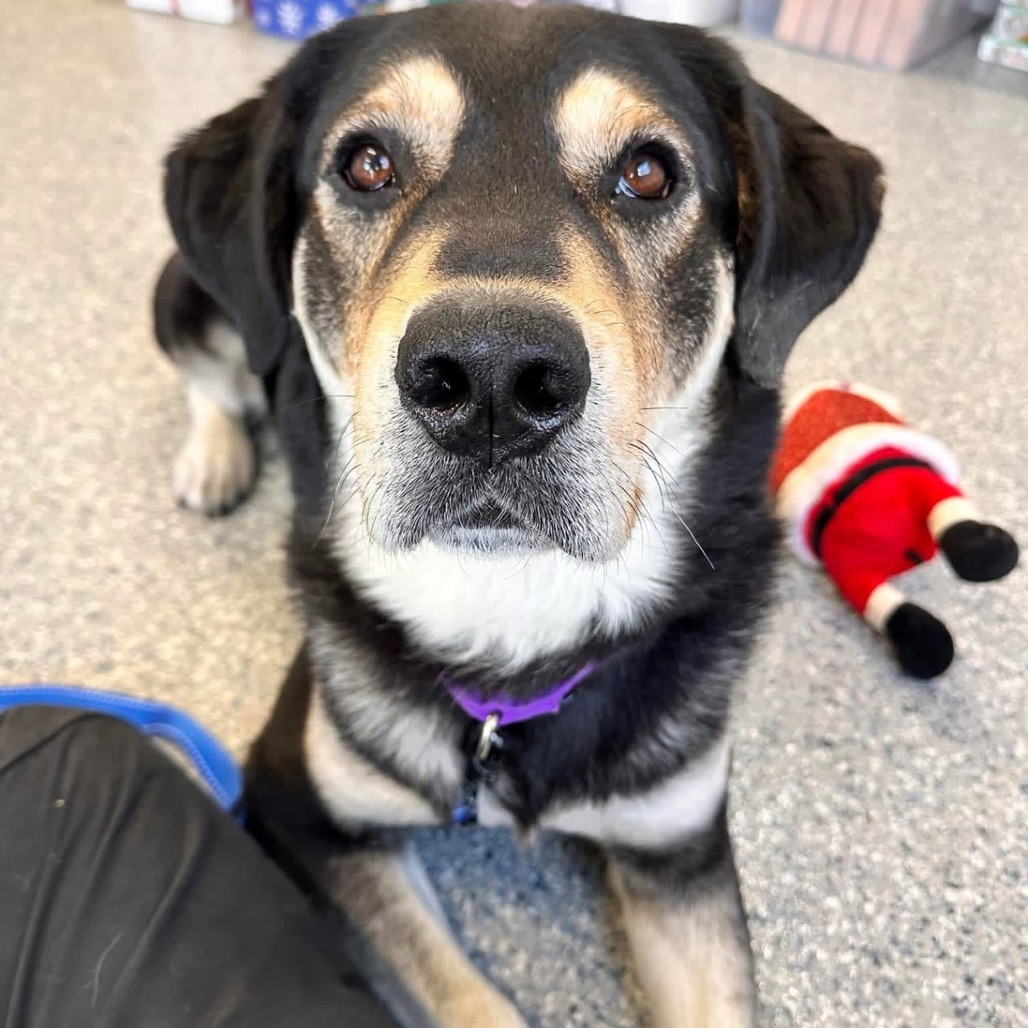 Victory is available for adoption at Always & Furever Midwest Animal ...