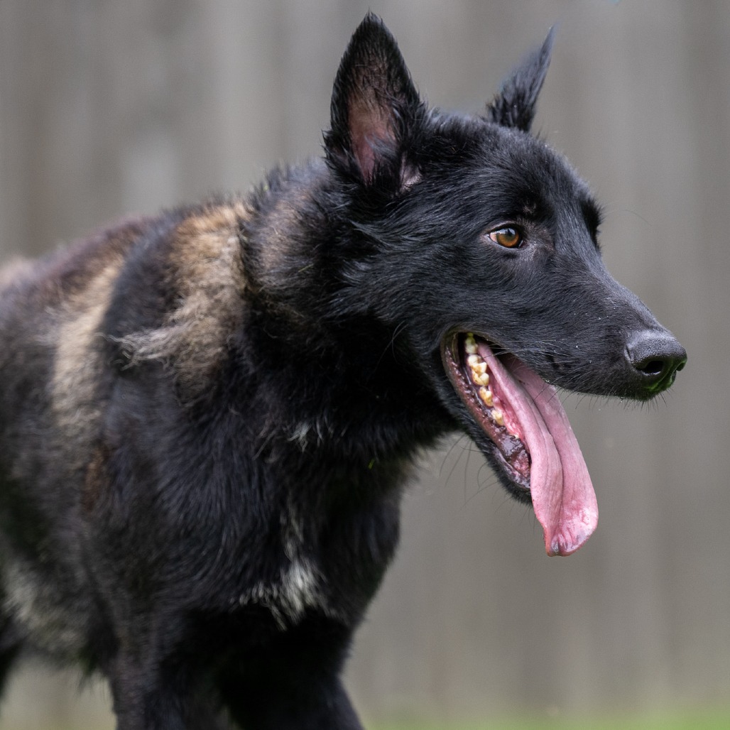 Thomas - Phoenix Animal Rescue