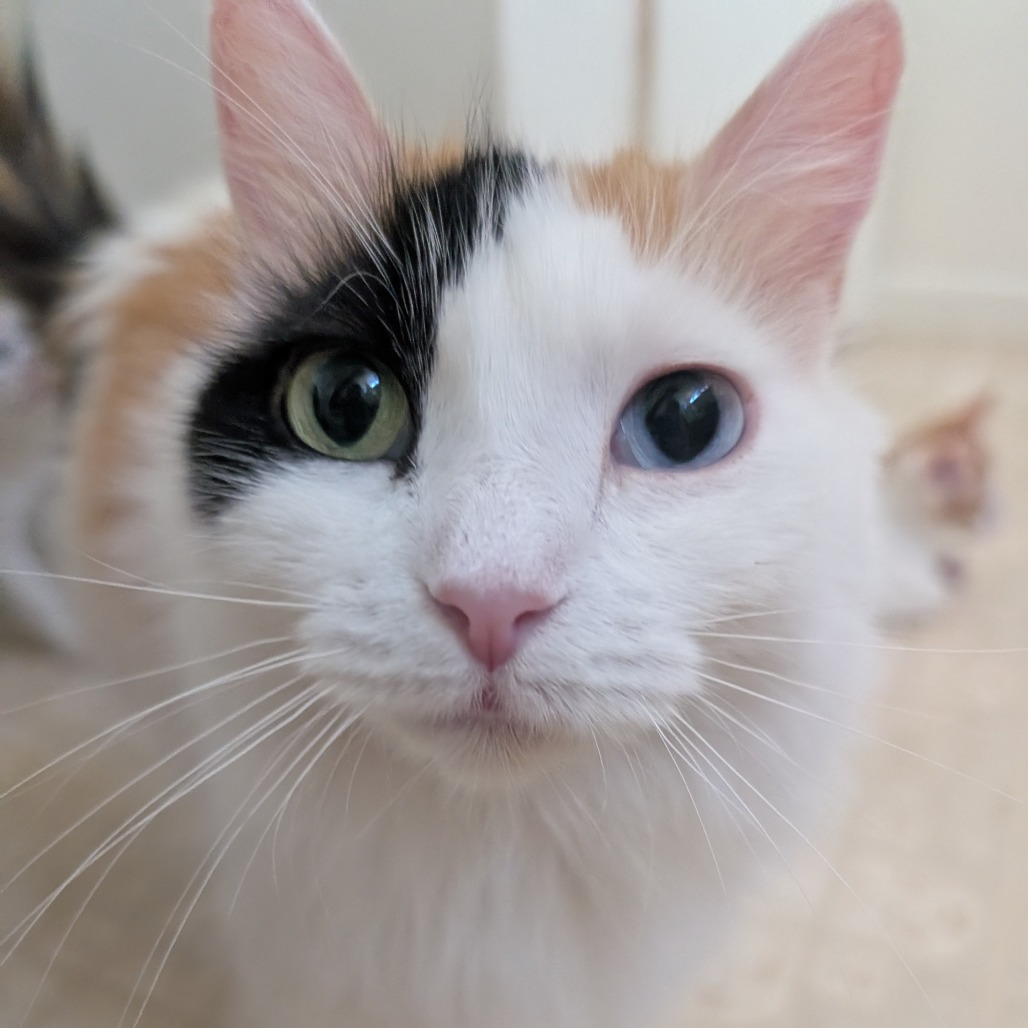 Meet Dior, a Domestic Longhair Cat Available For Adoption | Lost Our Home