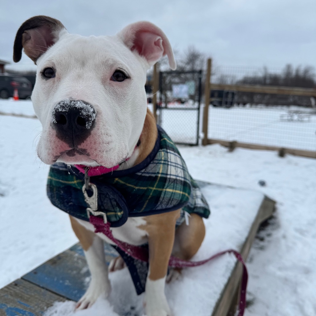 Lollypop Farm - Phoebe