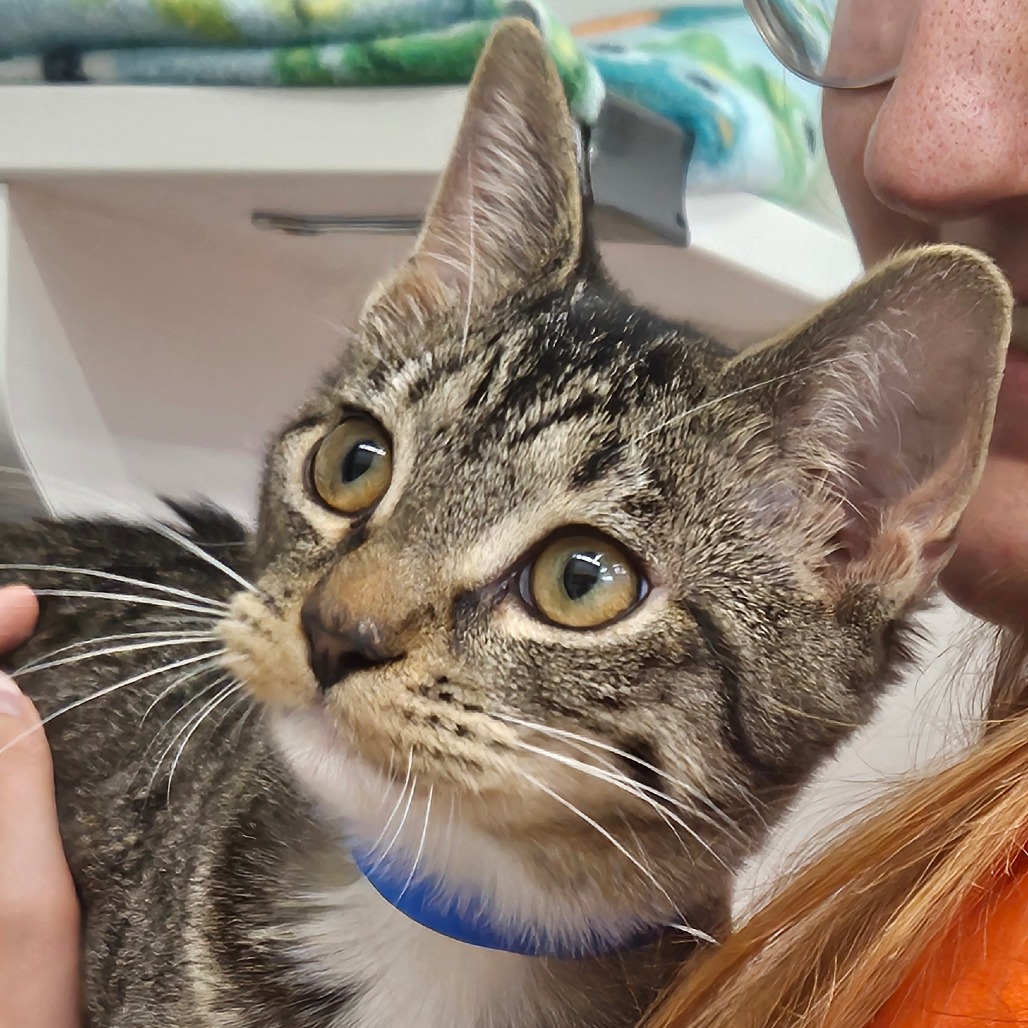 Possum is available for adoption at Ten Lives Club, Inc.
