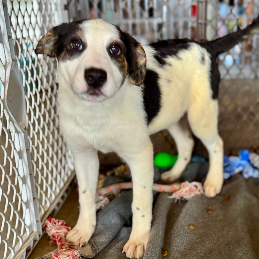 Adoptable Animals - Stray Paws Rescue