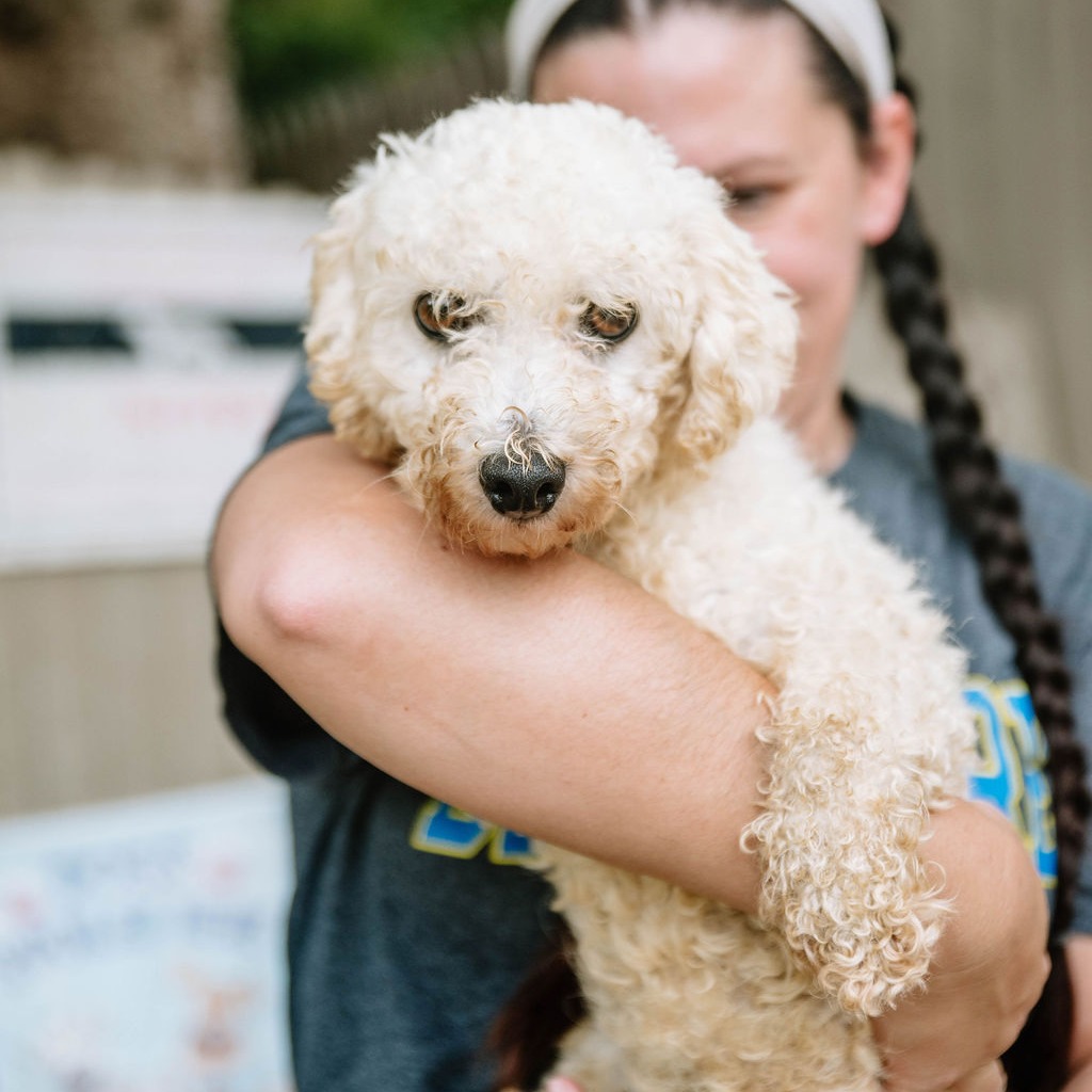 Bryce - Phoenix Animal Rescue