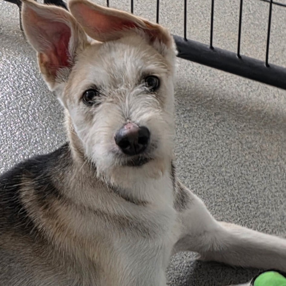 Drover is available for adoption at Kingman County Humane Society