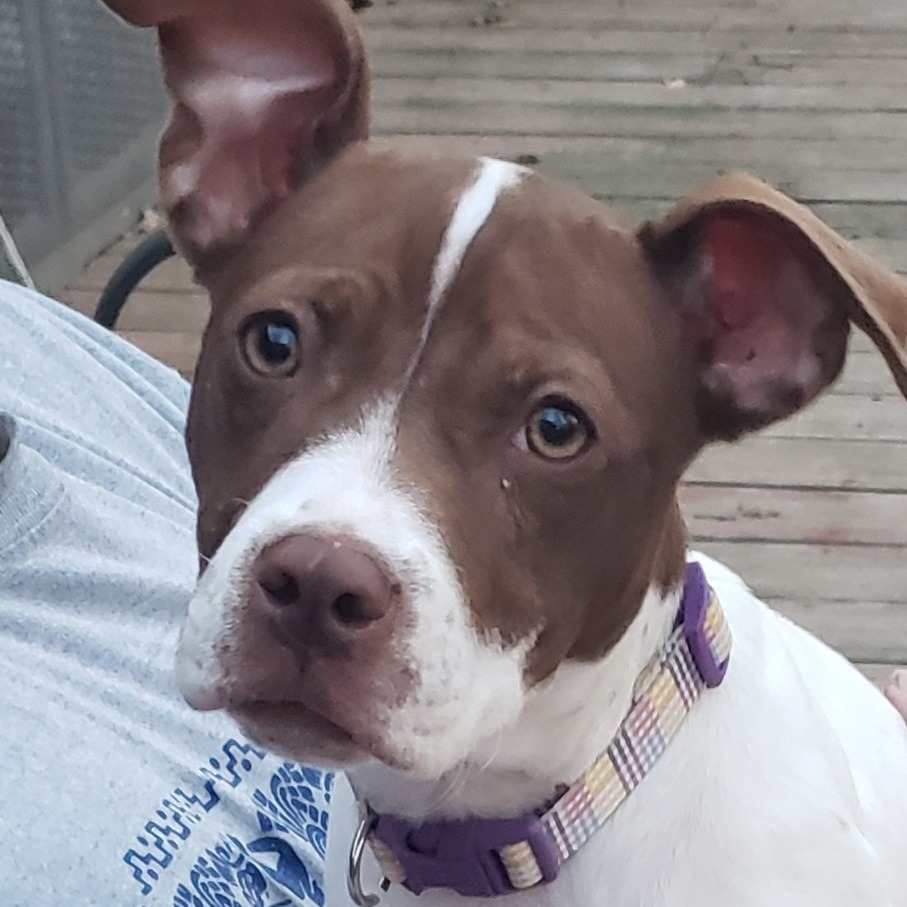 Adoptable Animals - Stray Paws Rescue