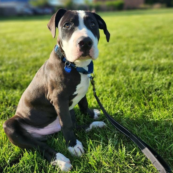 Orrie is available for adoption at Heartland Animal Shelter, NFP