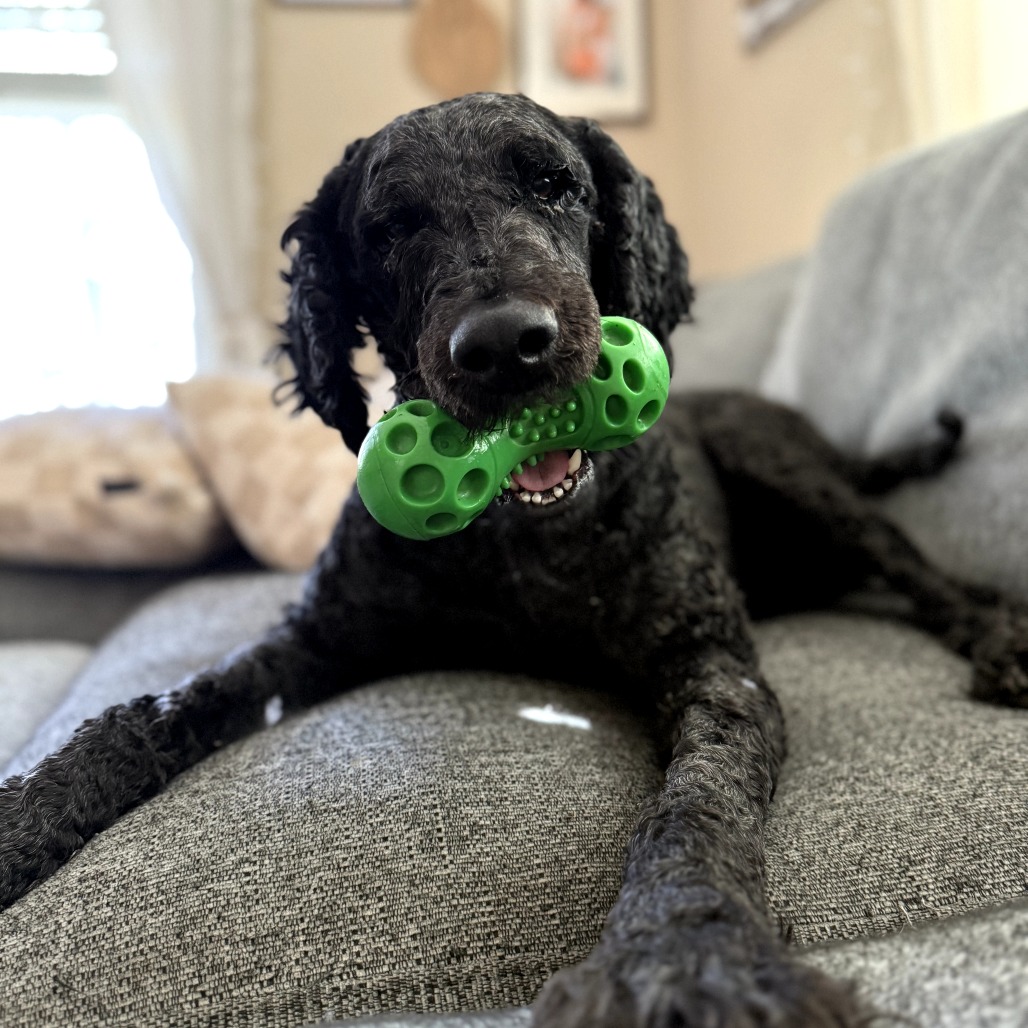Ace Ryan is available for adoption at Full Circle Rescue and Sanctuary