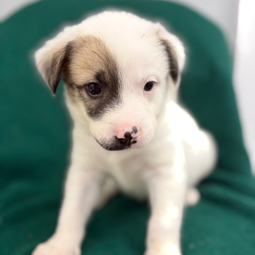 Adoptable Dogs - Stray Paws Rescue