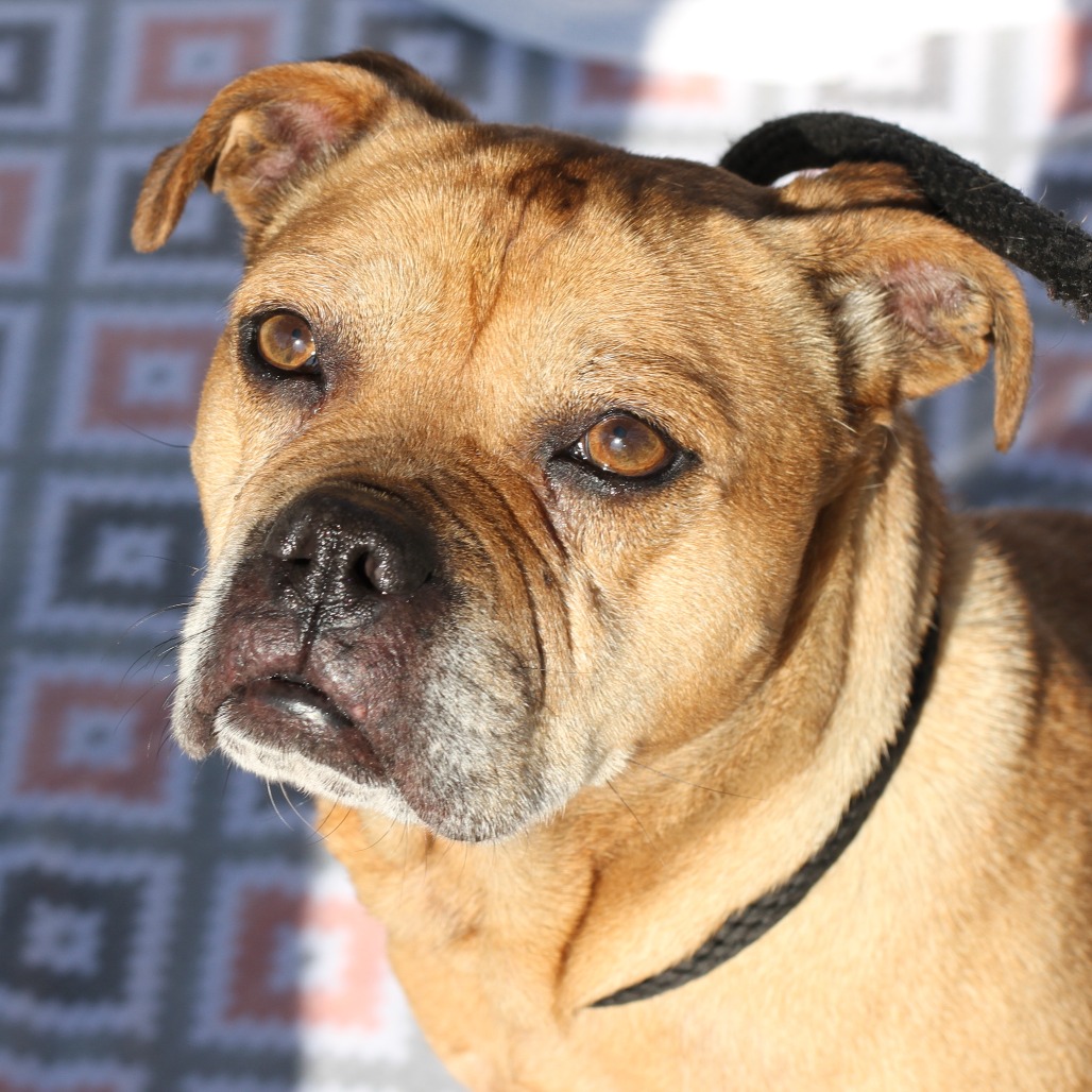 Adoptable – spcaLA