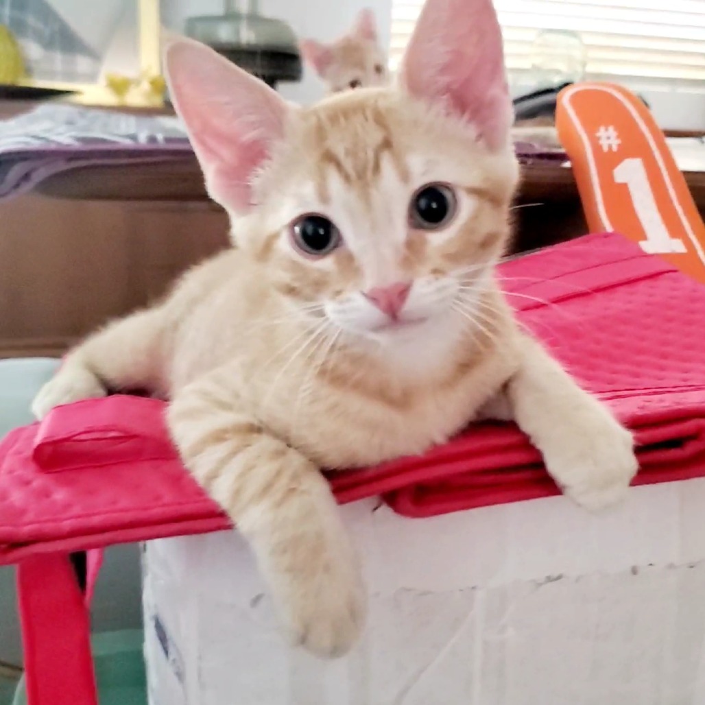 Meet Fanta, a Domestic Shorthair Cat Available For Adoption | Lost Our Home