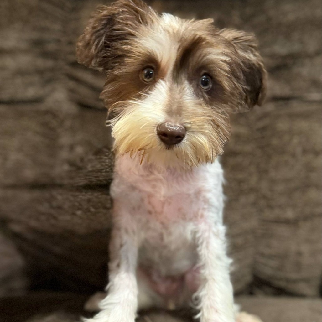 Kenzie - Phoenix Animal Rescue