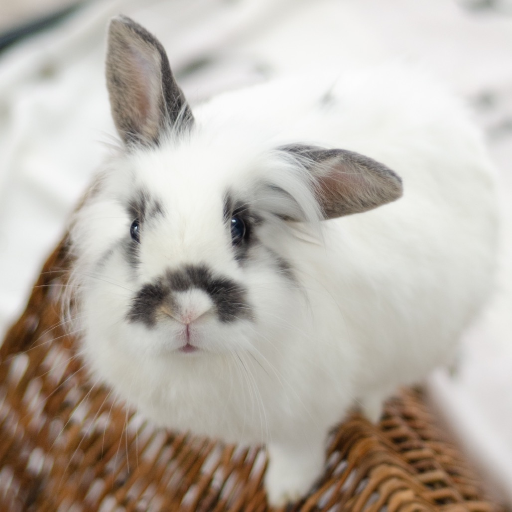 Neville is available for adoption at Georgia House Rabbit Society