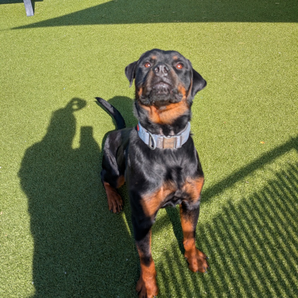 Ben is available for adoption at SPCA Florida