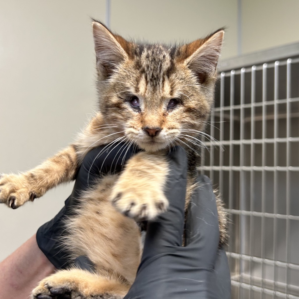 Foster#10687 Braille is available for adoption at Lake County Animal ...