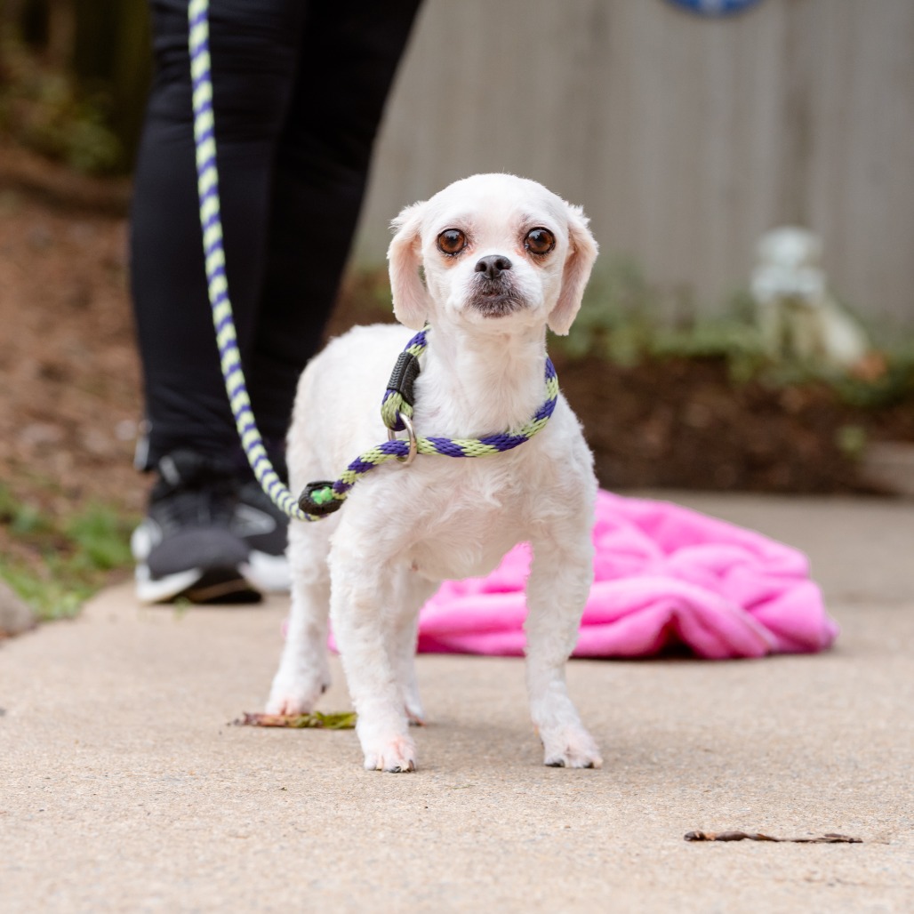 Darla - Phoenix Animal Rescue