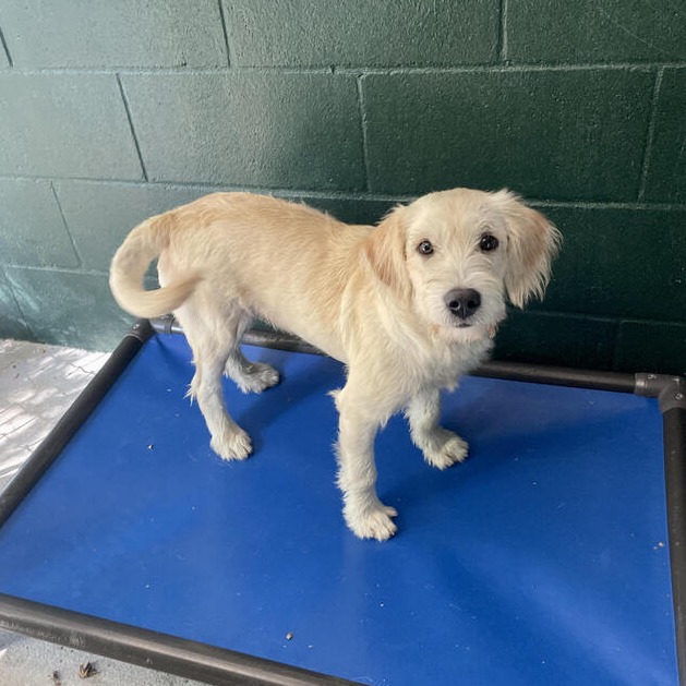 Duff is available for adoption at Acadiana Animal Aid