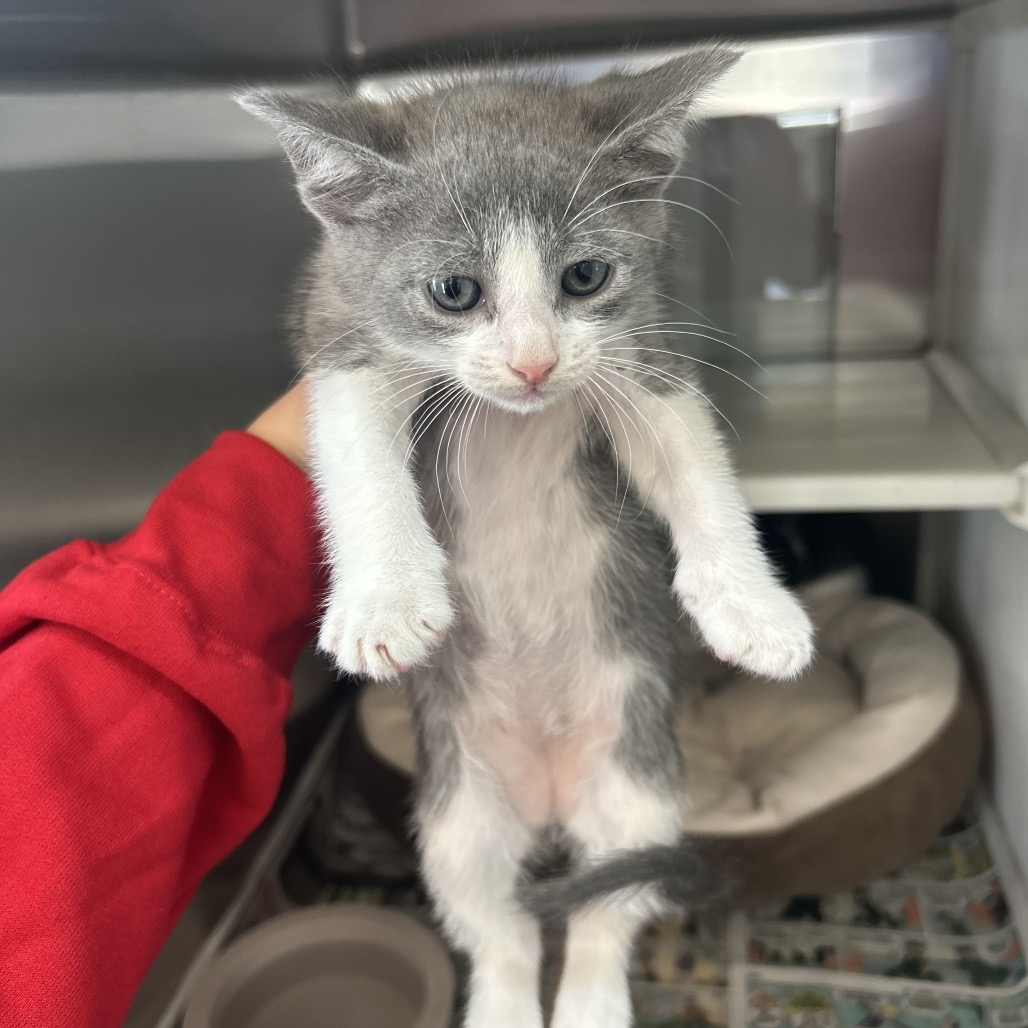 Seal is available for adoption at Athens Animal Services
