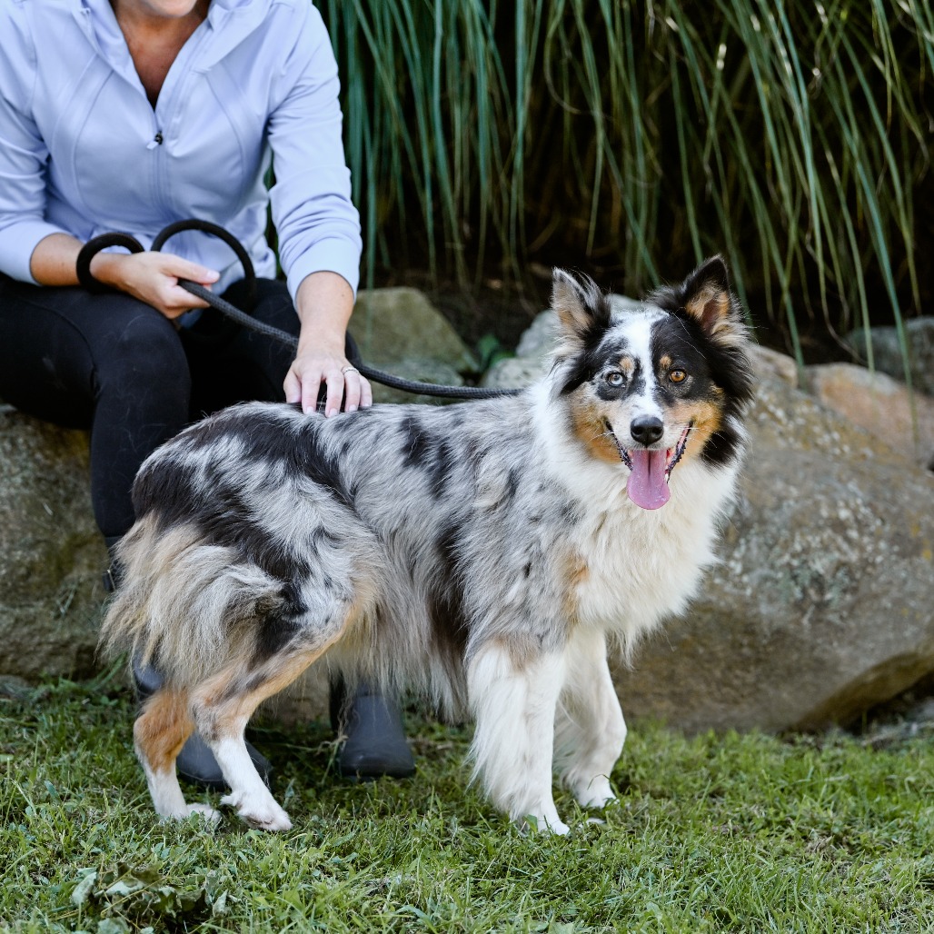 Tara - Phoenix Animal Rescue