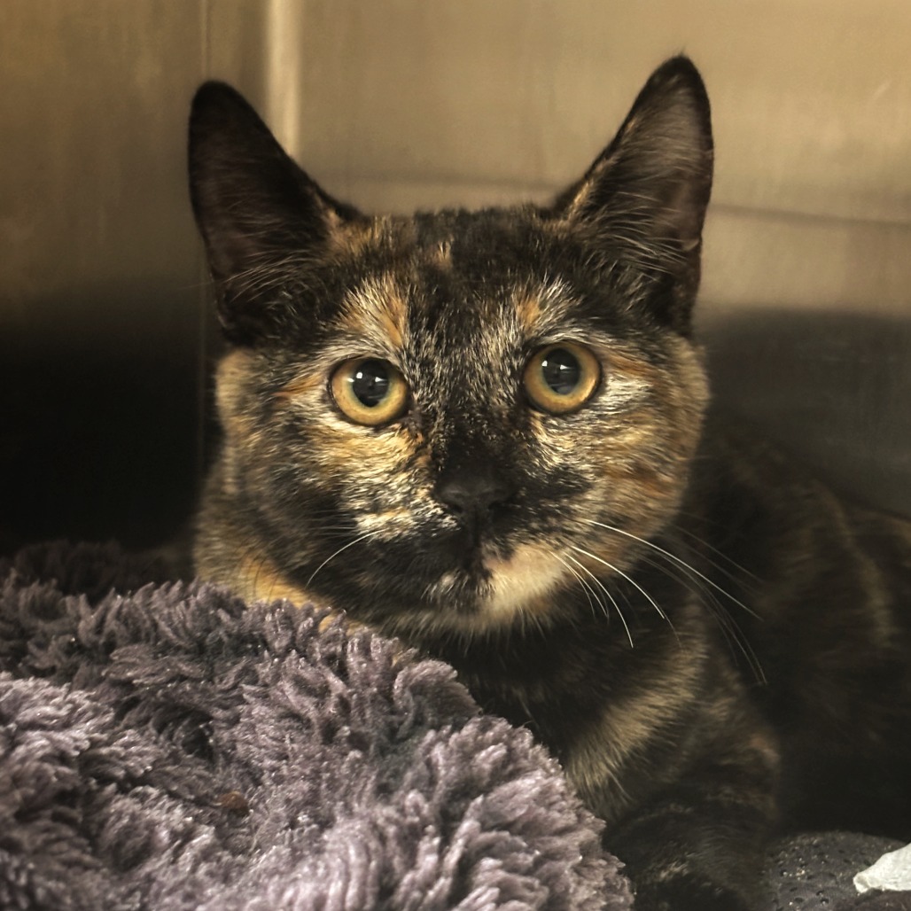 Meet Moondust, a Domestic Shorthair Cat Available For Adoption | Lost ...