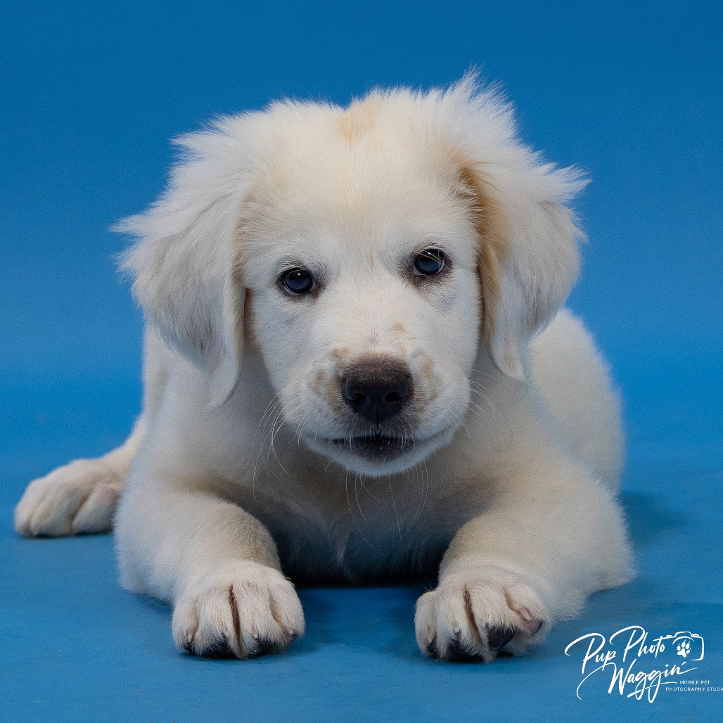 Bob is available for adoption at Anderson Humane