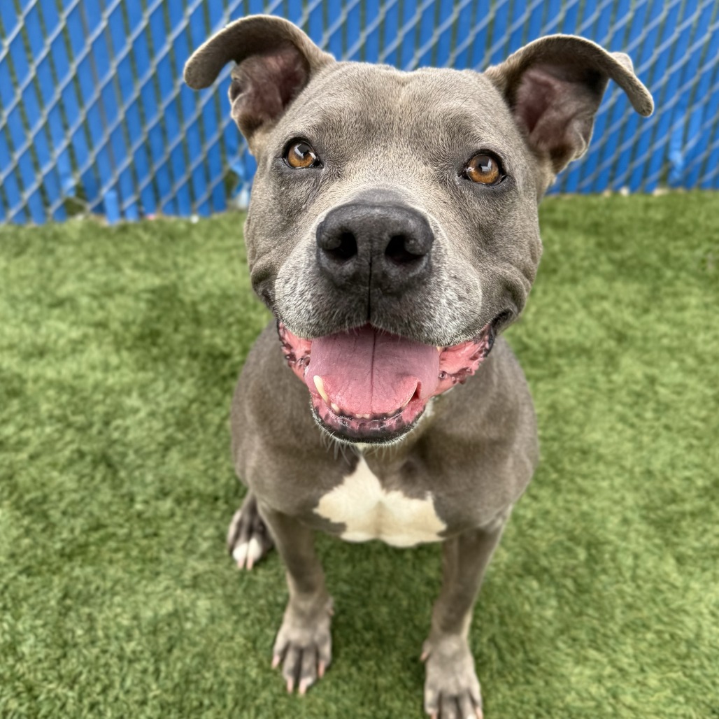 Adoptable – spcaLA