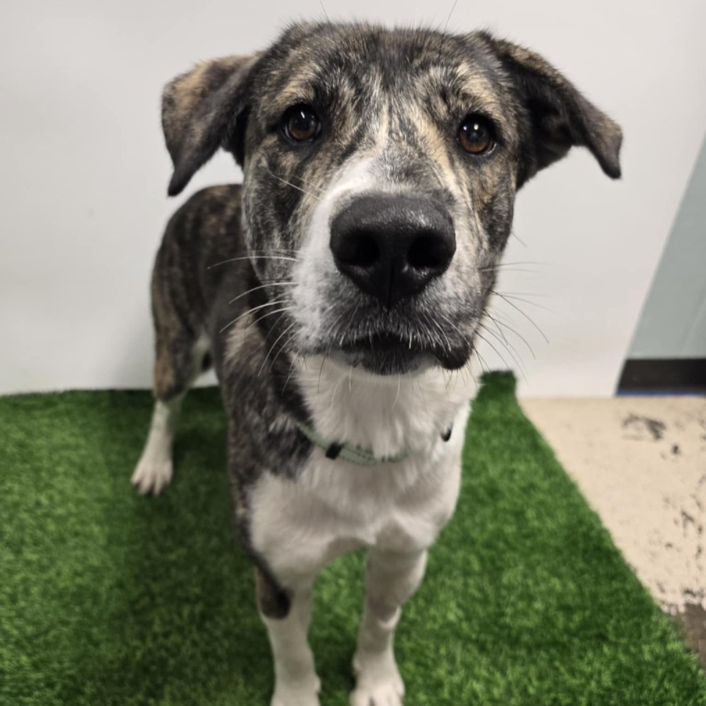 Napolean Dynamite is available for adoption at Central Missouri Humane ...