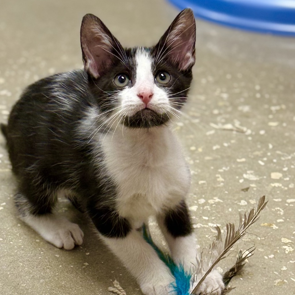 Count Catula is available for adoption at SPCA Florida