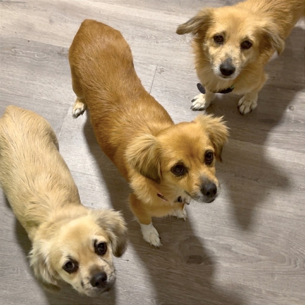 Nala is available for adoption at Mercy Full Project