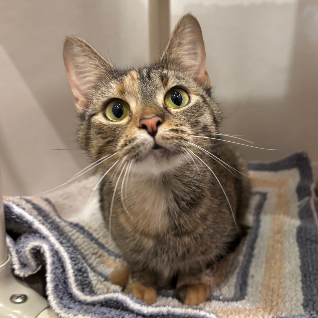 Tonks is available for adoption at SICSA Pet Adoption and Wellness Center