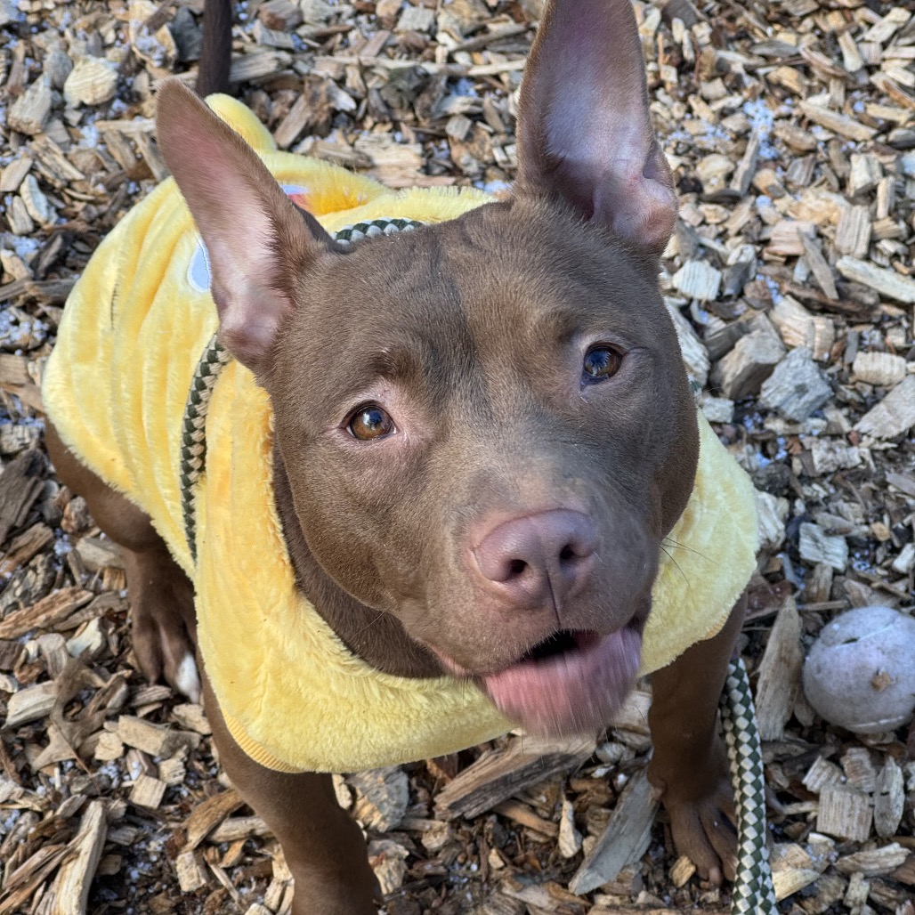 Honey - Phoenix Animal Rescue