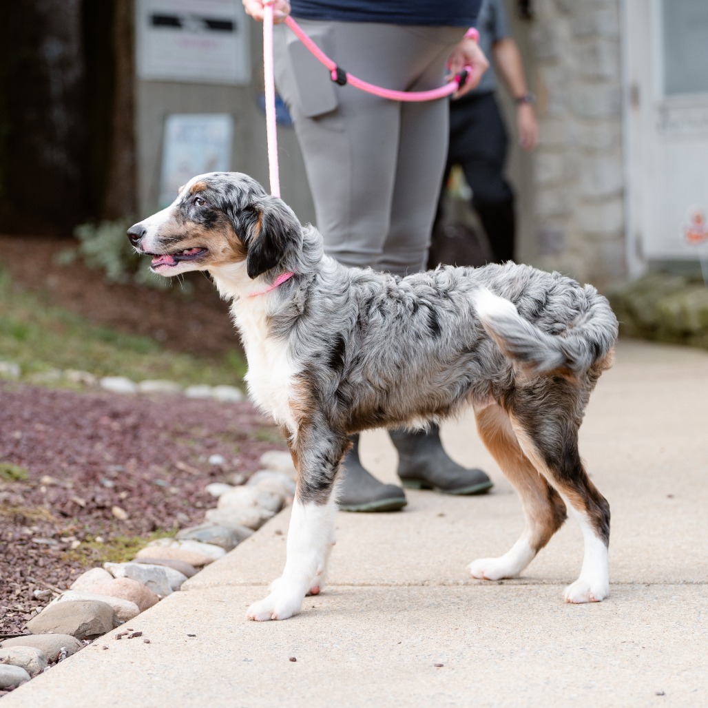 Travis - Phoenix Animal Rescue