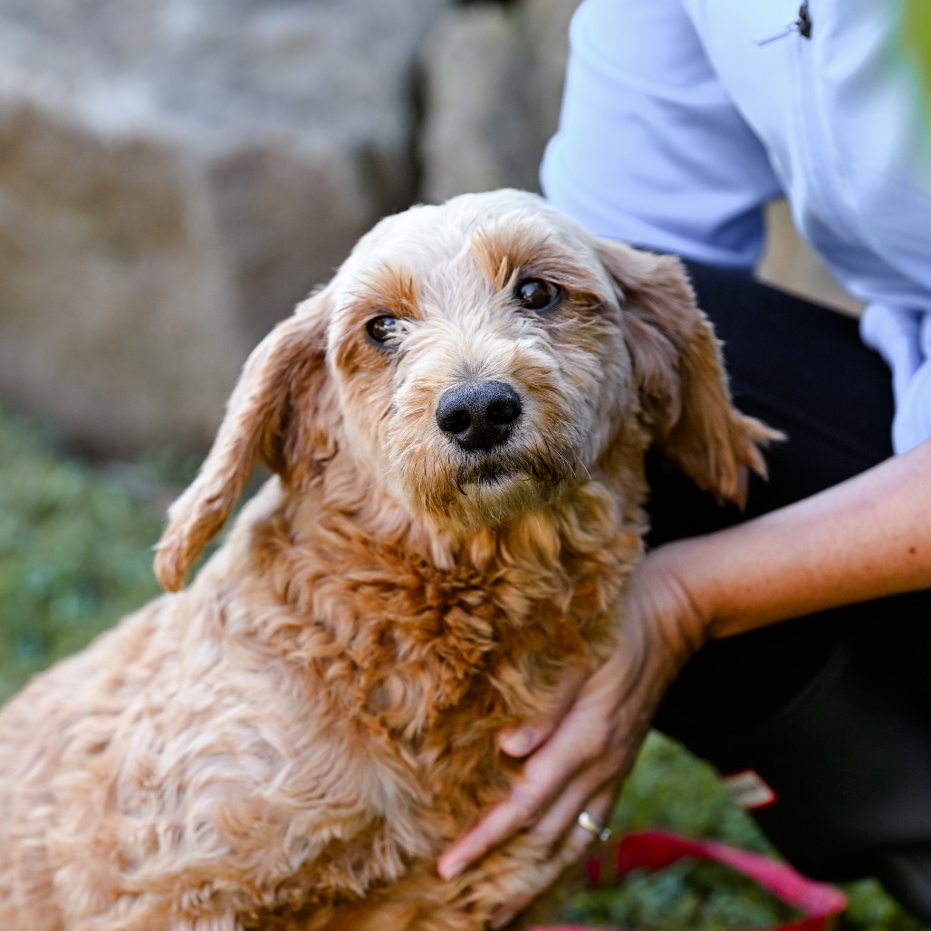 Penelope - Phoenix Animal Rescue