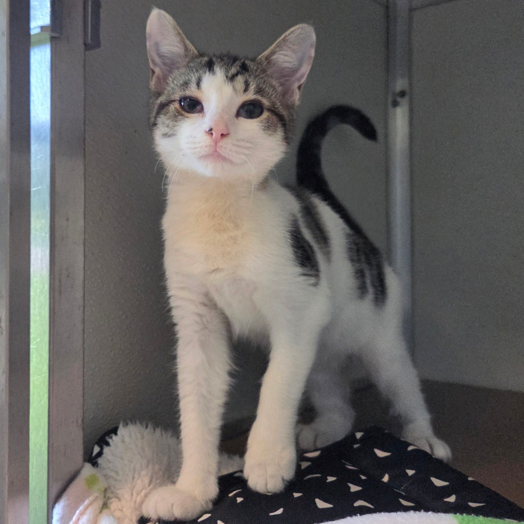 Hunnicut is available for adoption at Humane Educational Society