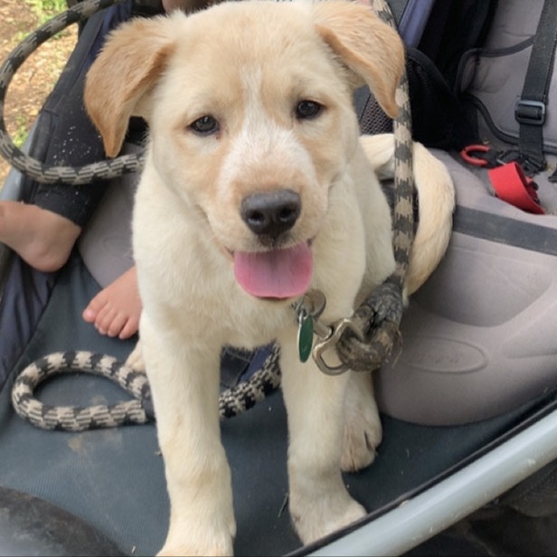 Adoptable Dogs - Rescue Network