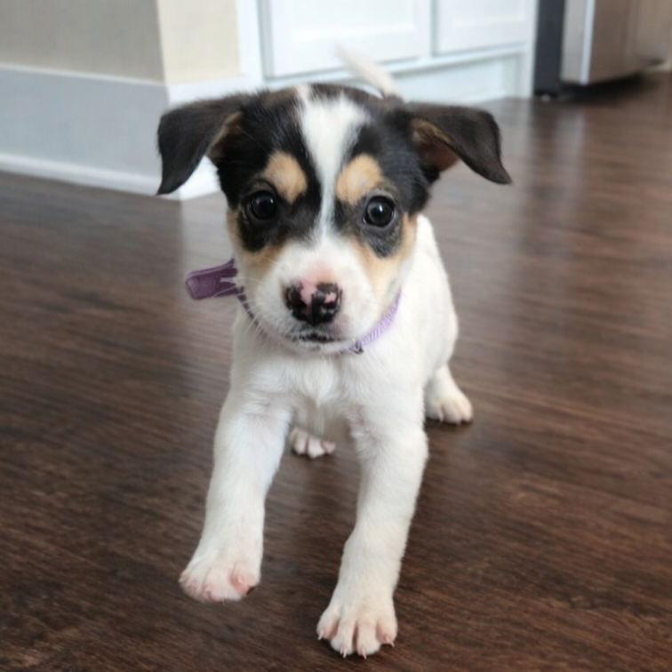 Dakota is available for adoption at Humane Society of Delaware County
