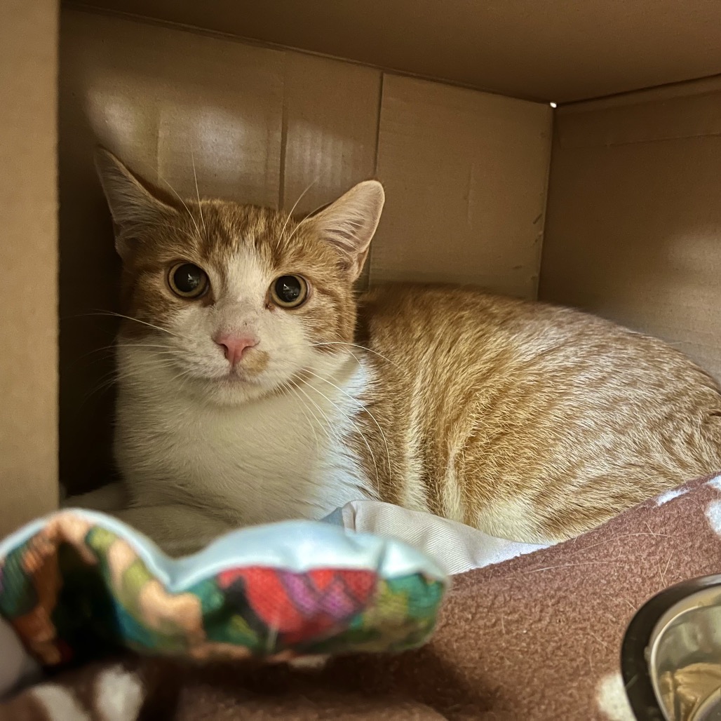 Sugar - Humane Animal Rescue