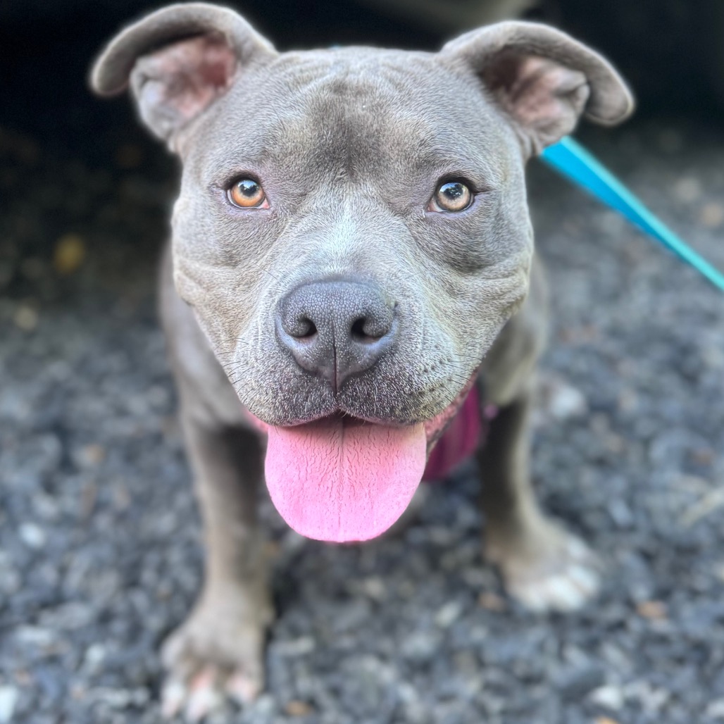 Carlisle is available for adoption at PAWS Atlanta