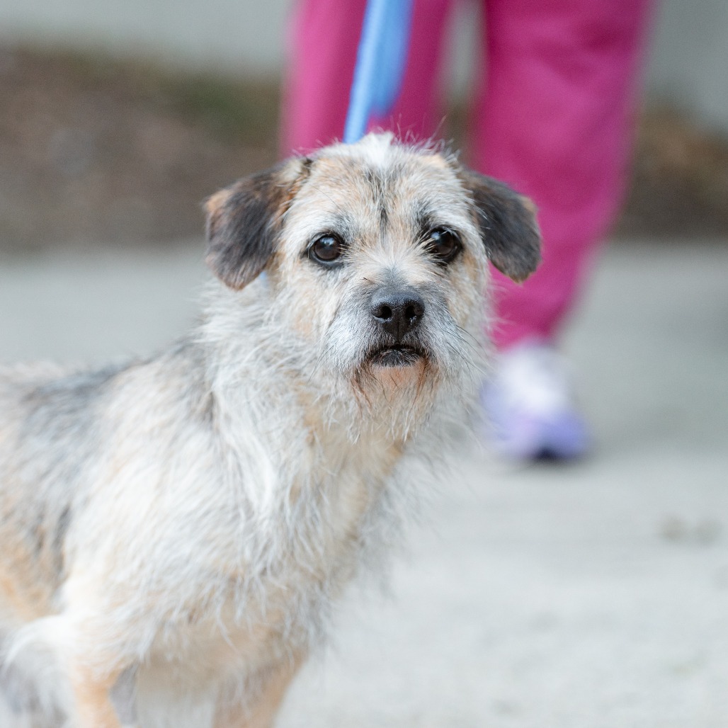 Jerry - Phoenix Animal Rescue