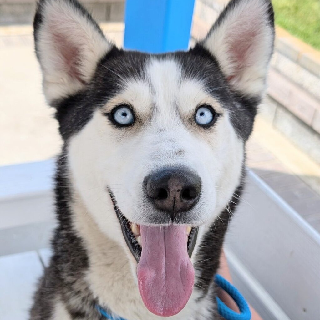 Adoptable – spcaLA