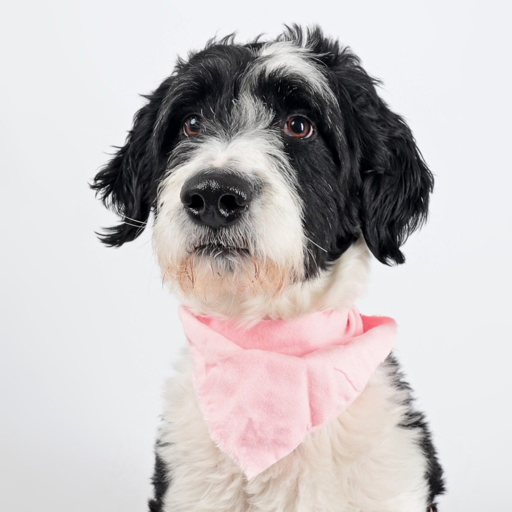 Koe is available for adoption at Humane Society of Utah