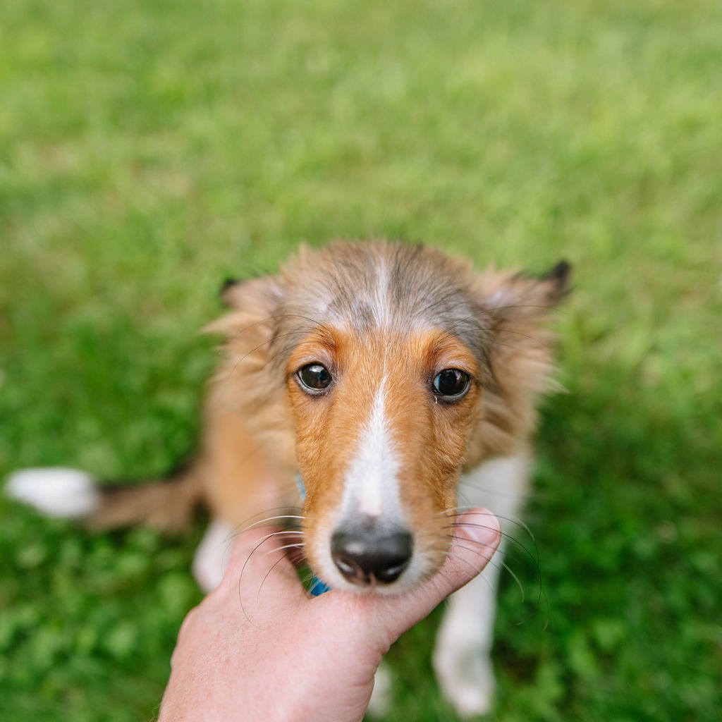 Bilbo - Phoenix Animal Rescue
