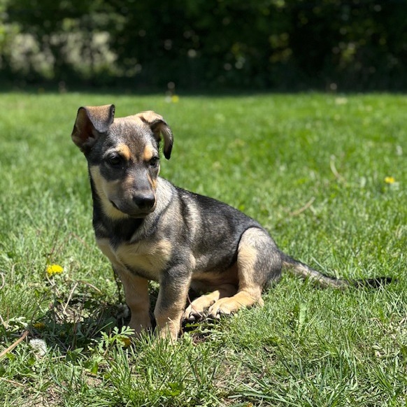 Adoptable Dogs - Rescue Network