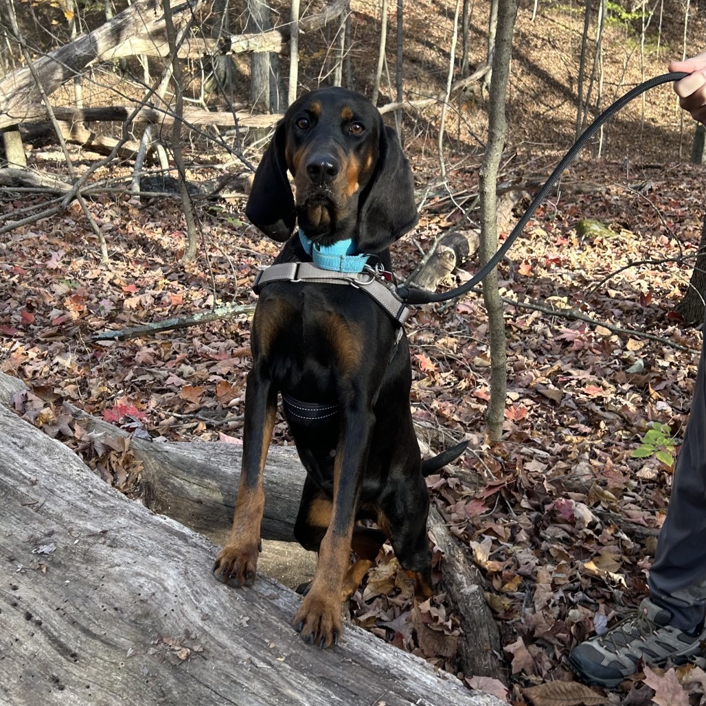 Lucille is available for adoption at Humane Society of Delaware County