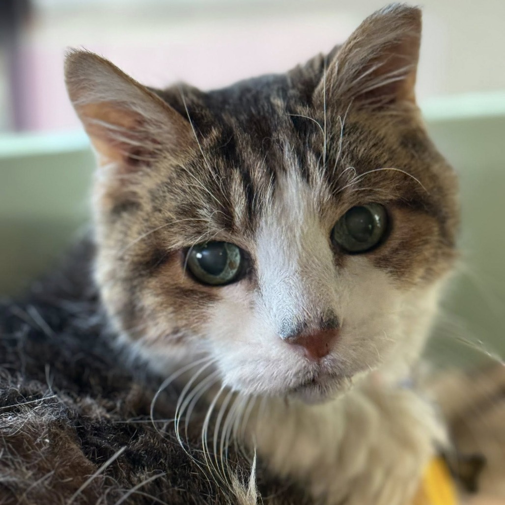 Aloysius is available for adoption at Hermitage No Kill Cat Shelter